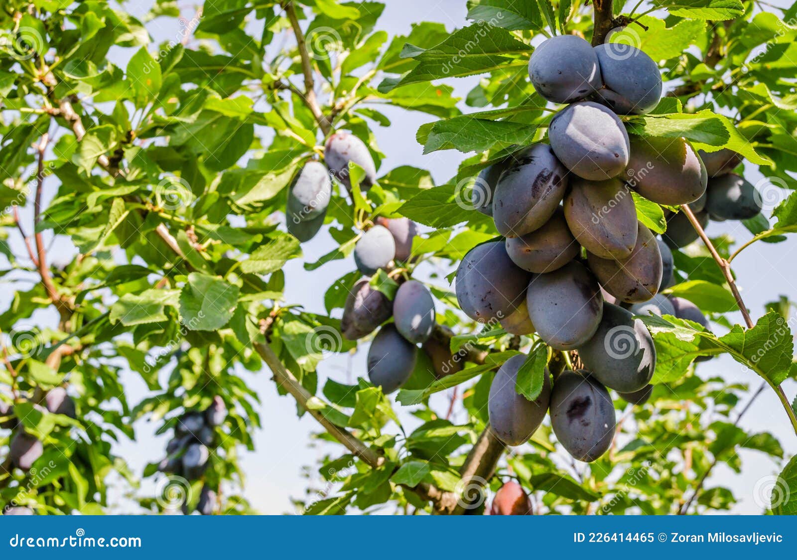 A Group of Blue Ripe Large Plums on a Branch in a Plum Orchard Stock ...