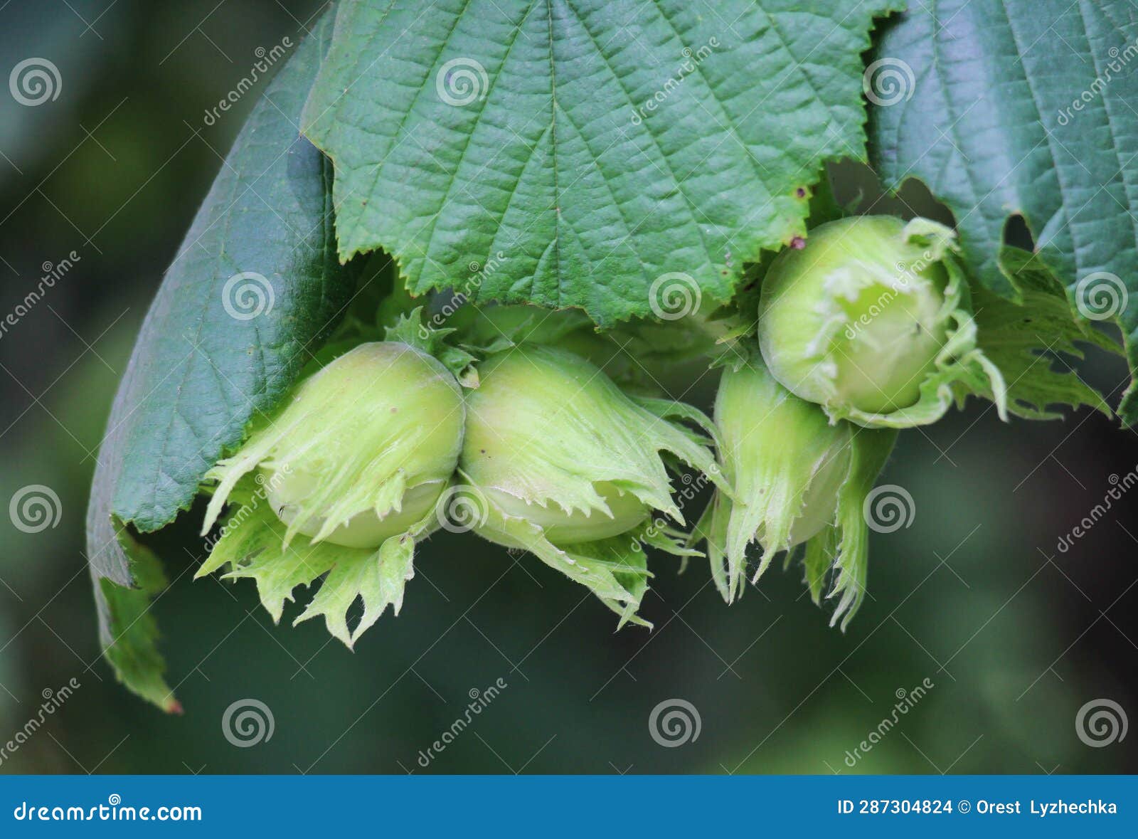 Fruits Ripen on a Hazelnut Branch Stock Photo - Image of hazelnuts ...