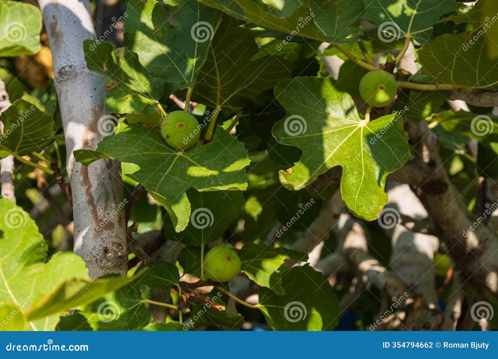 Fruits Ripening on a Fig Tree. Green Figs among the Leaves of the Tree ...
