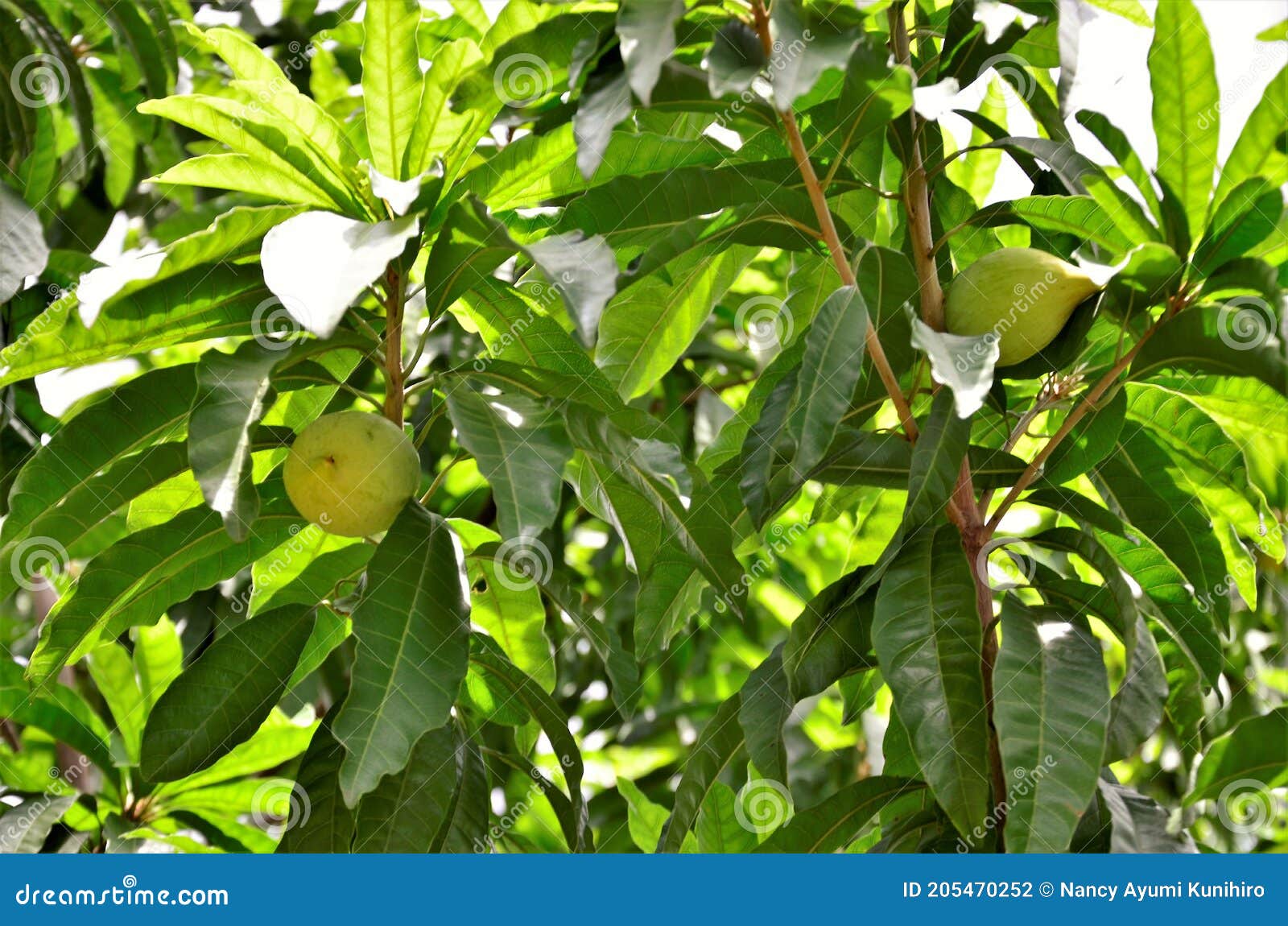 The Fruits Ripening in the Middle of the Pouteria Campechiana Foliage ...