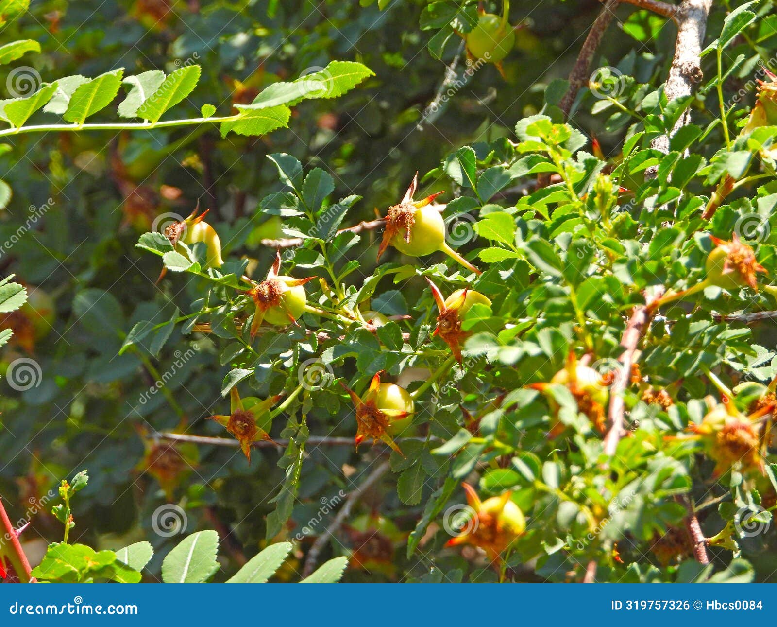 The Fruits of Rosa Xanthina Lindl Stock Photo - Image of july, dense ...