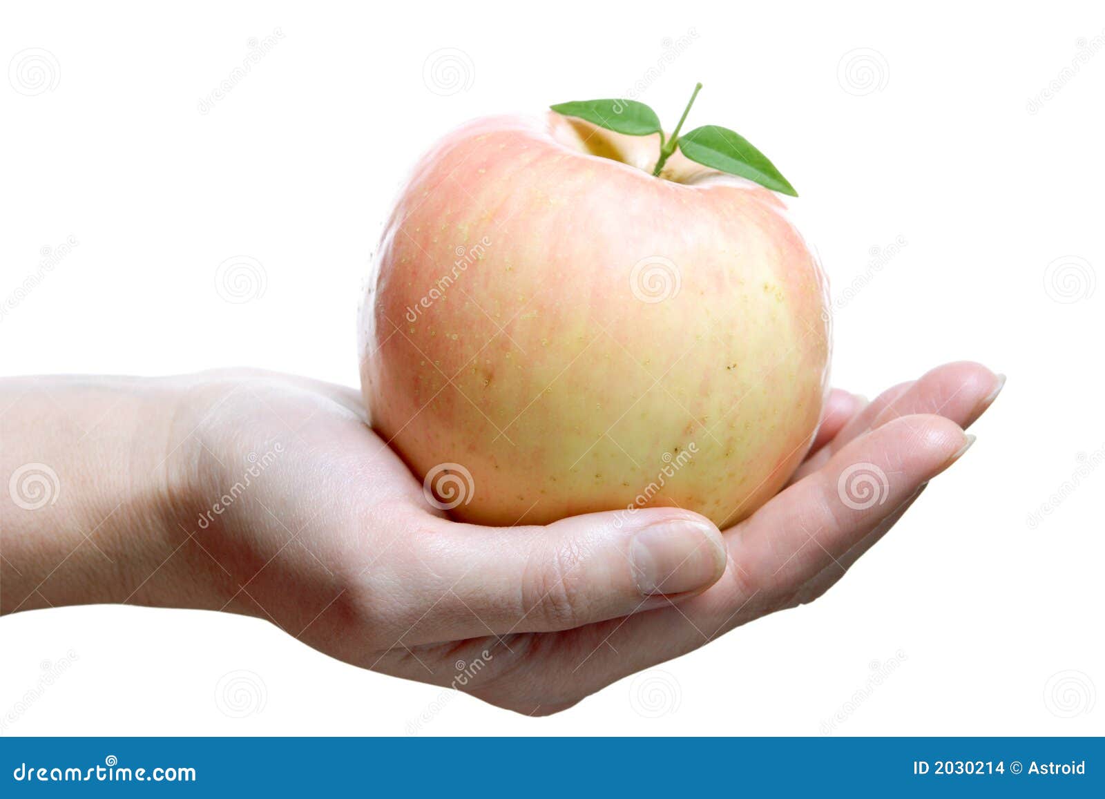 Fruits, Rose Apple in Palm stock photo. Image of elite - 2030214