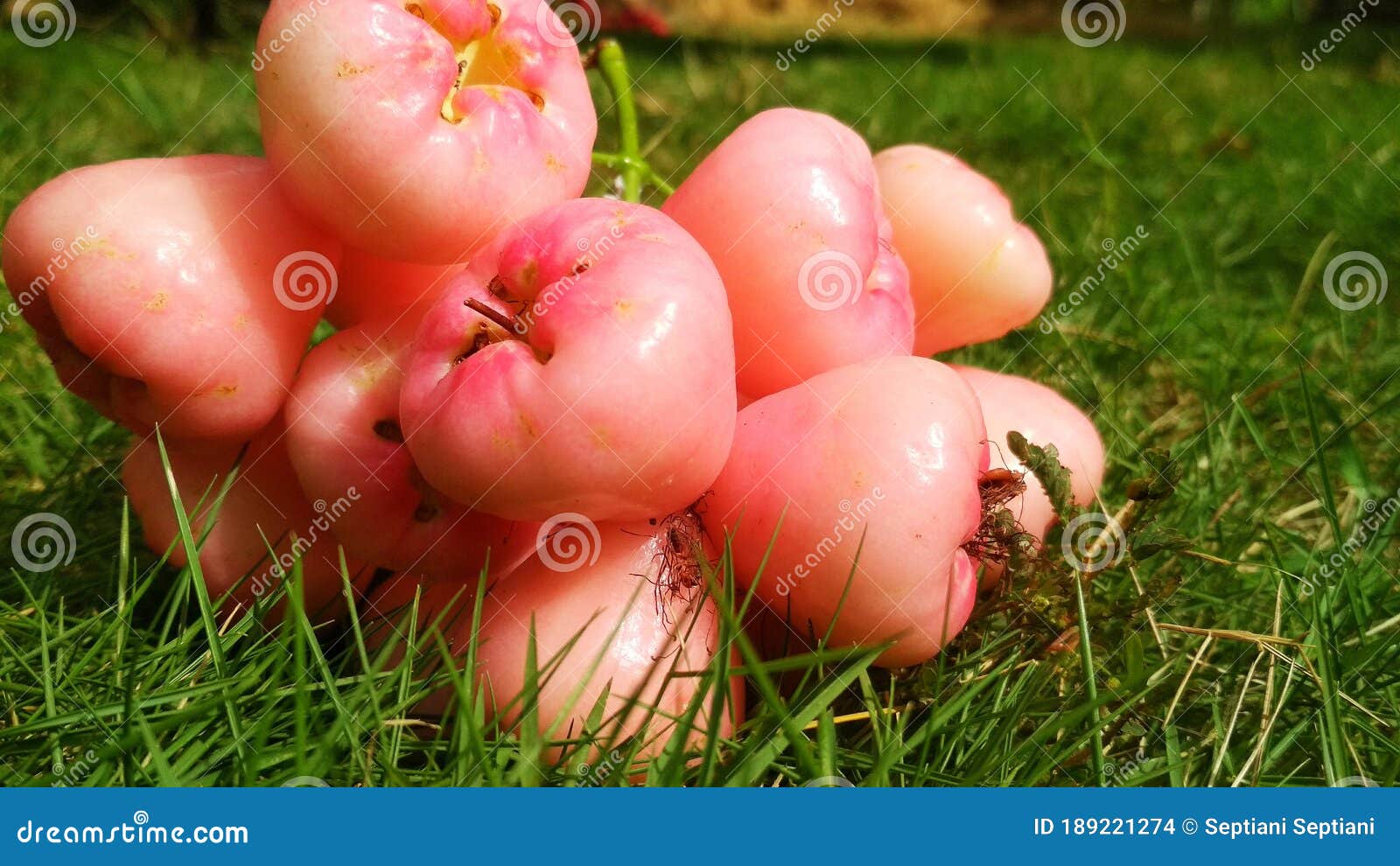 Fruits Rose De La Pomme D'eau De Goyave De L'eau Photo stock - Image du ...