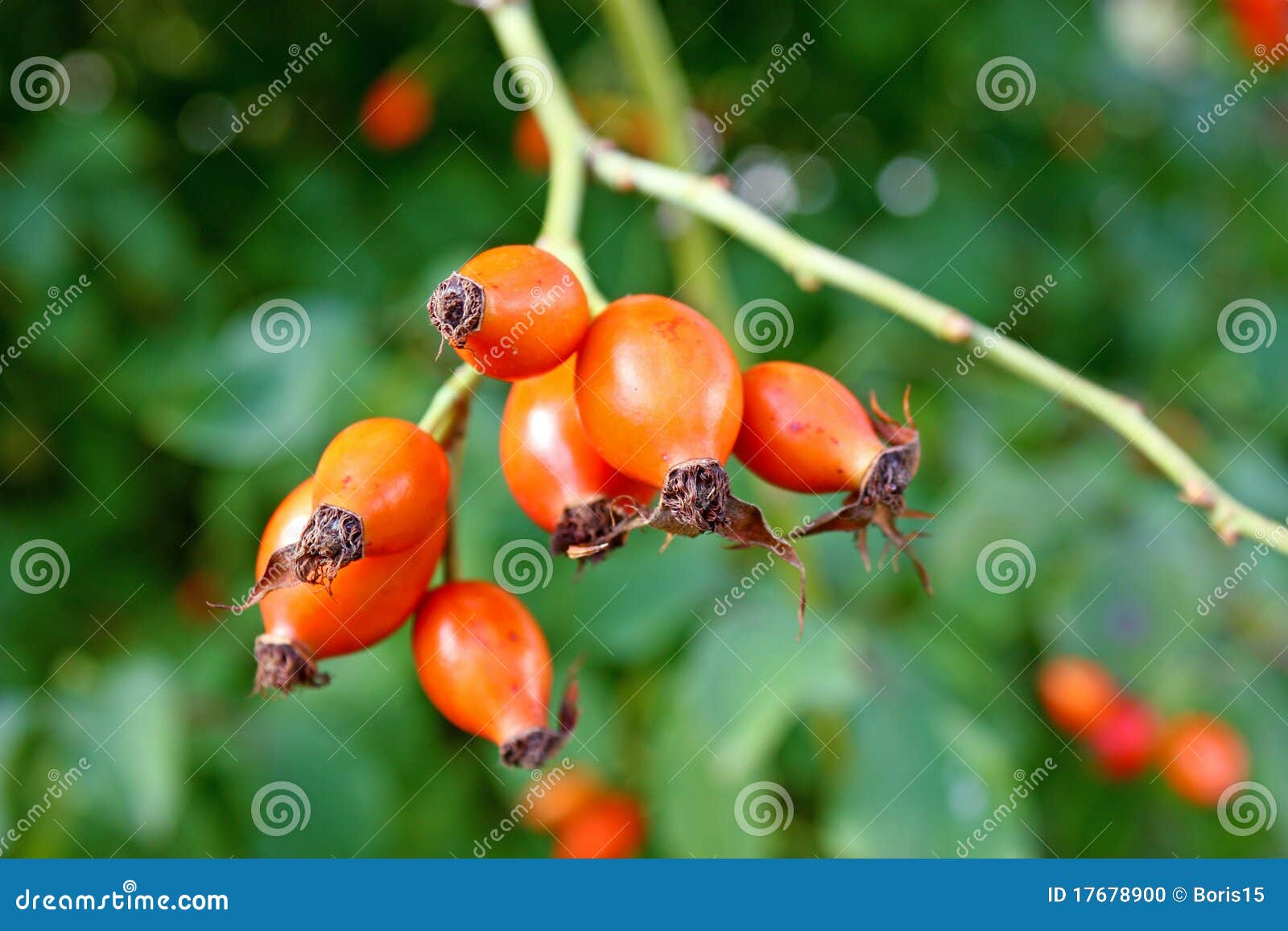 Fruits of rose hip stock photo. Image of vitamin, botany - 17678900