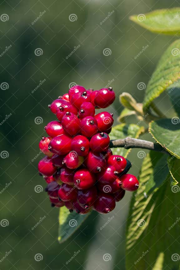 Fruits Rouges D'arbre Wayfaring Image stock - Image du floraison, fleur ...