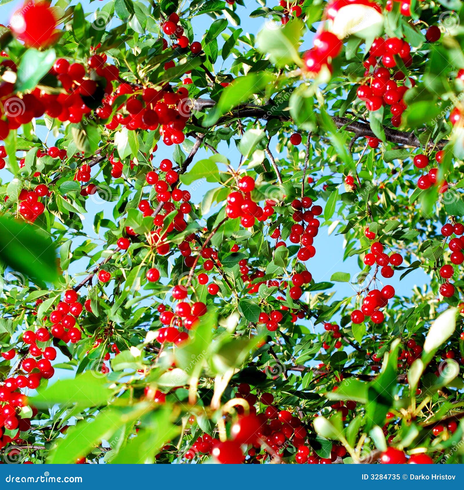 Fruits Rouges De Cerise Sur L'arbre Image stock - Image du flore ...