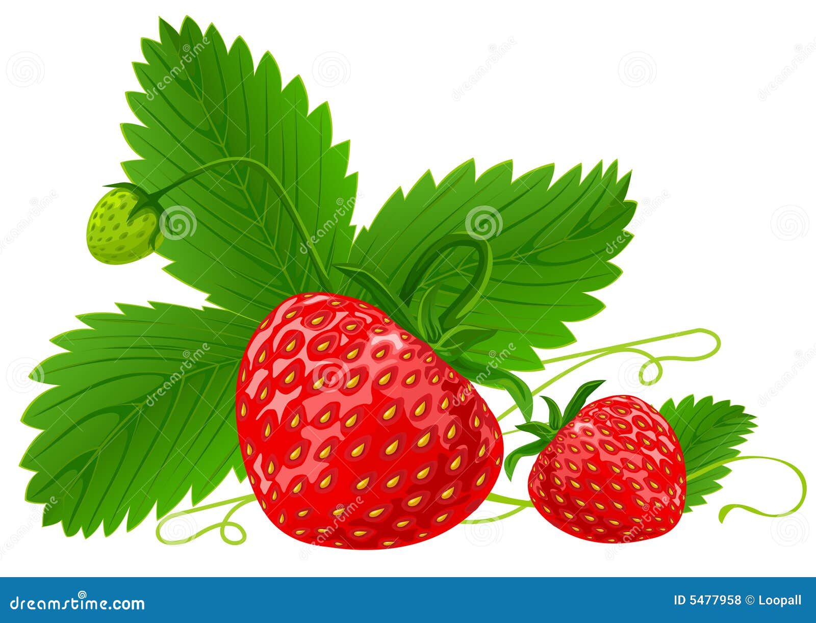 Fruits Rouges De Fraise Avec Les Lames Vertes Illustration Stock ...