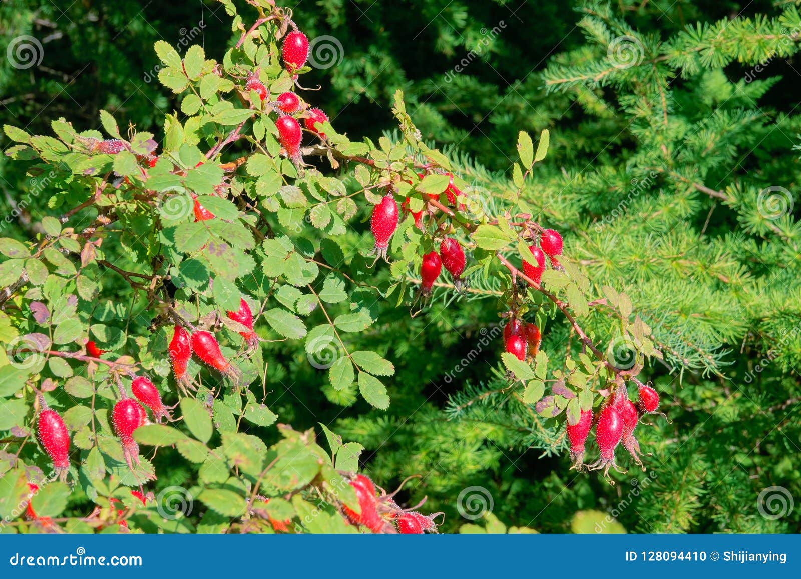 Fruits rouges de rosier photo stock. Image du nature - 128094410