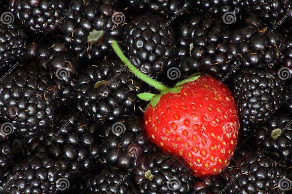 Fruits rouges et noirs image stock. Image du nourriture - 1158053