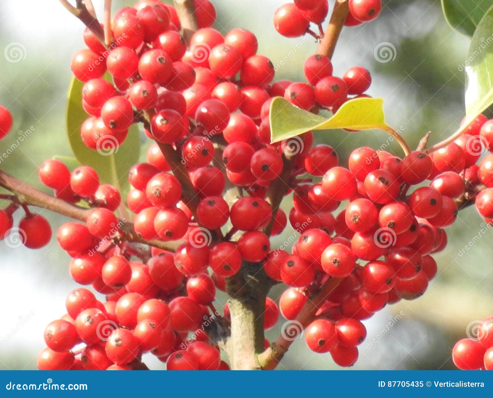 The Fruits of the Rowan of Birds Stock Image - Image of design ...