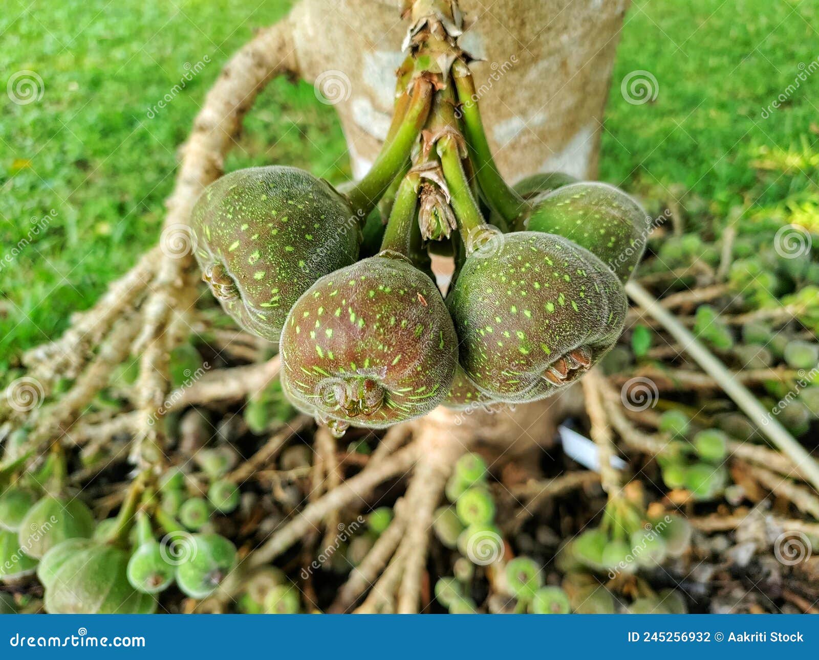 Fruits of Roxburgh Fig, Elephant Ear Fig Tree Ficus Auriculata are ...