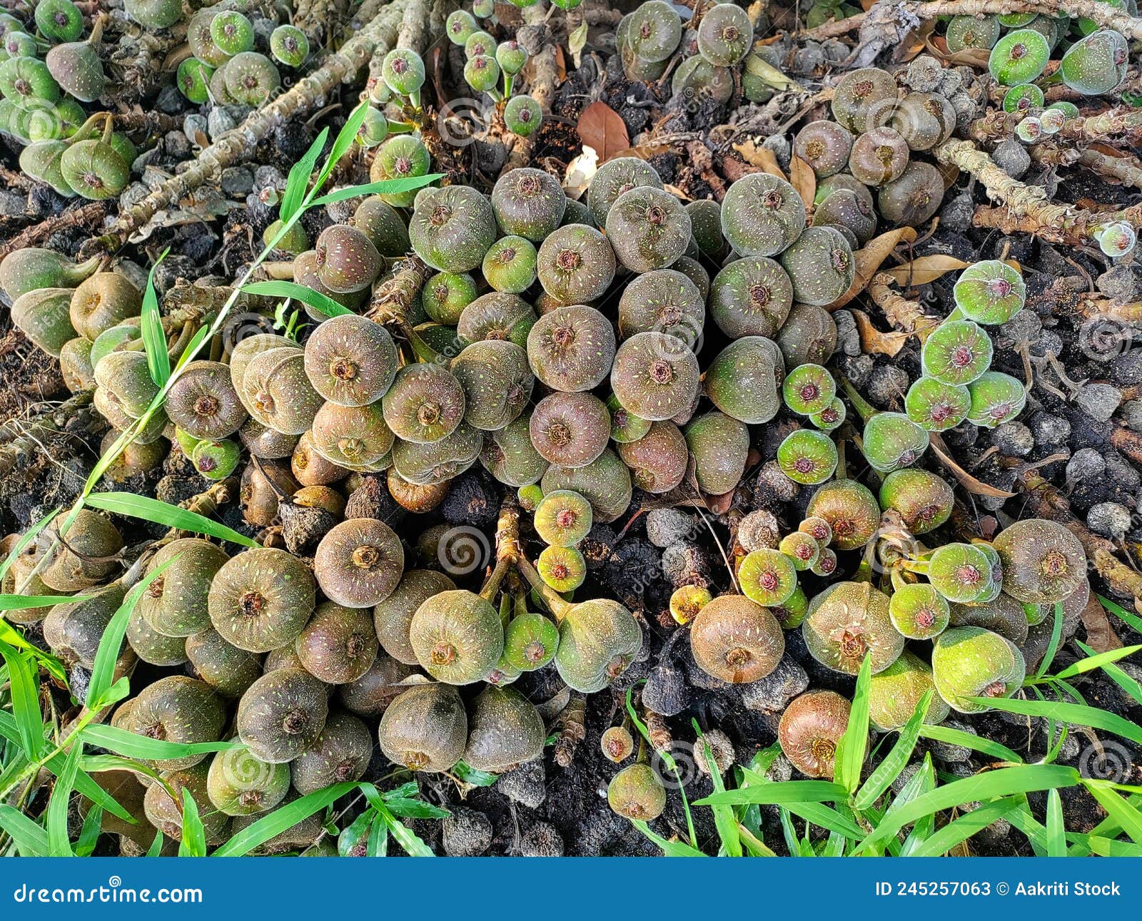 Fruits of Roxburgh Fig, Elephant Ear Fig Tree Ficus Auriculata are ...
