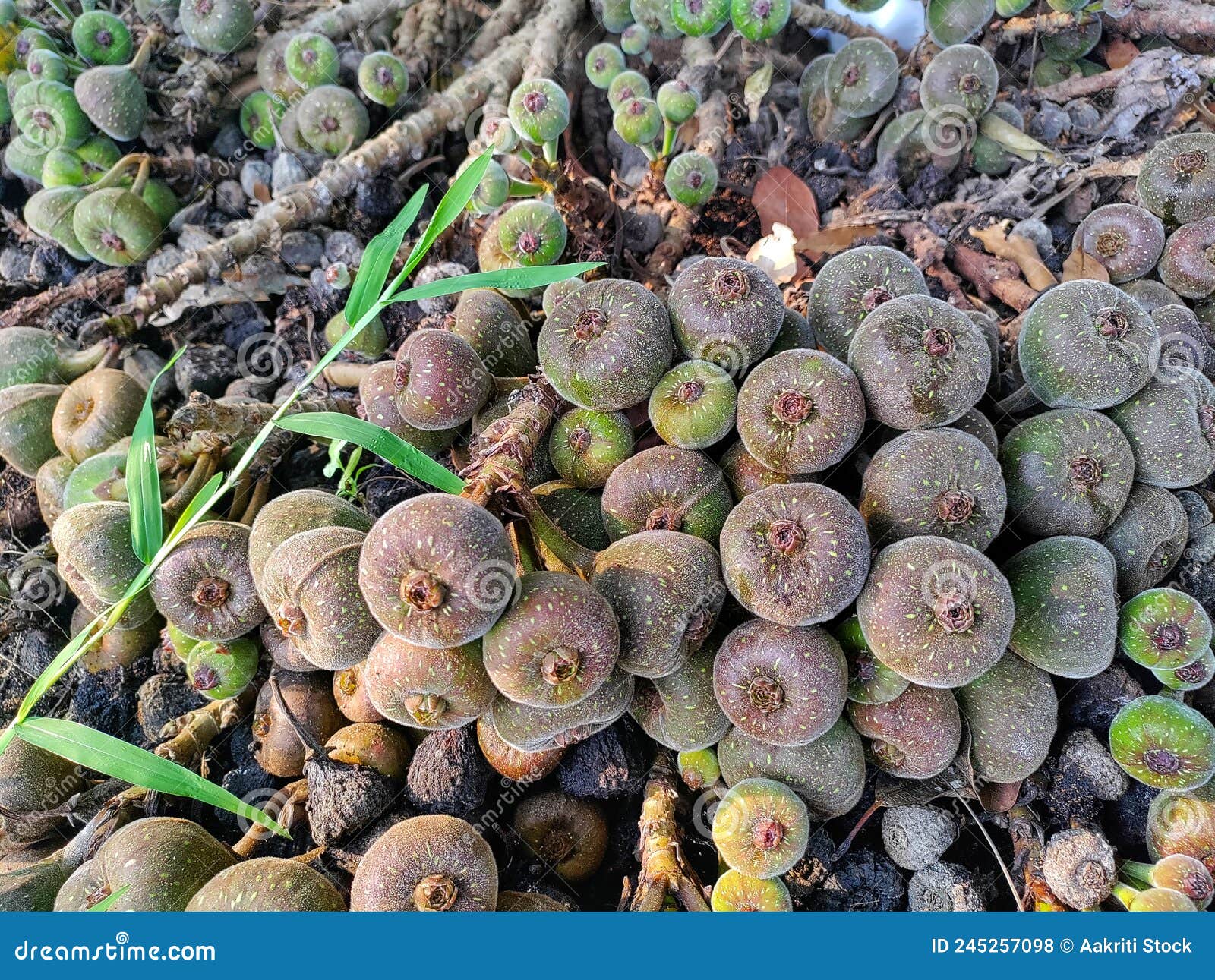 This Roxburgh Fig Ficus Auriculata Also Known As Coconut Strawberry Fig ...