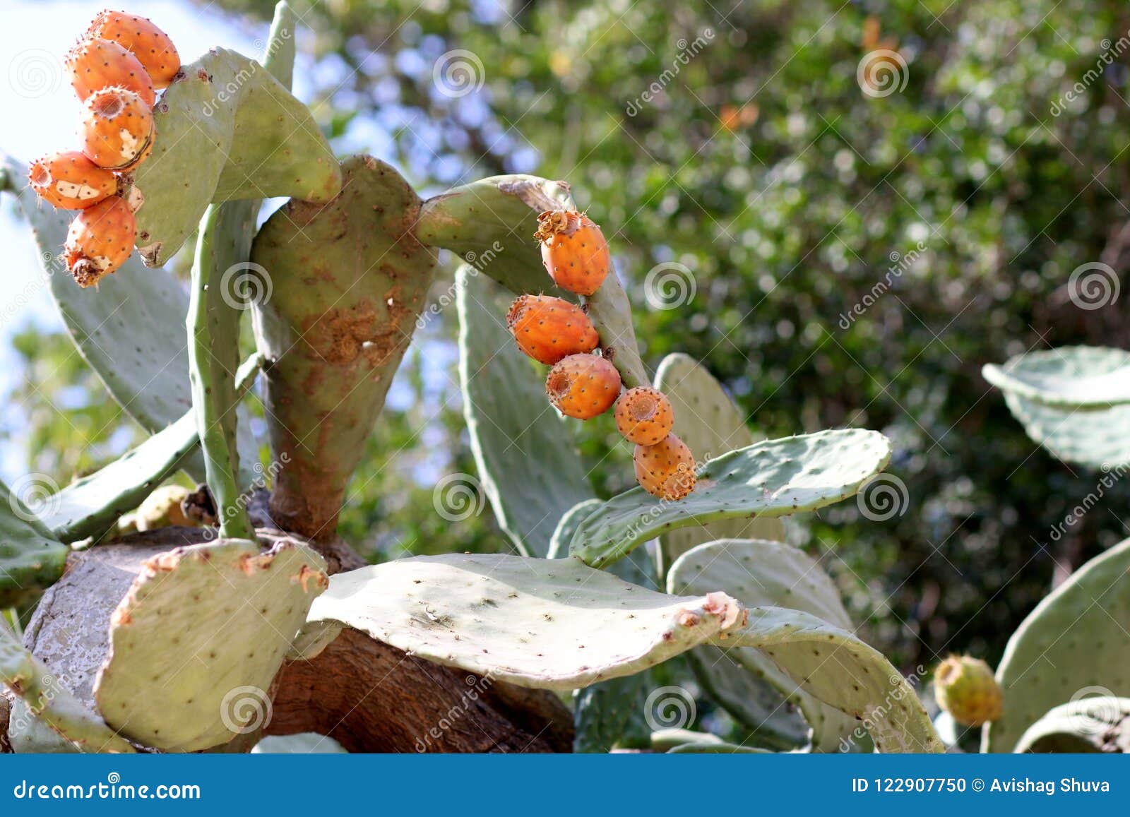 The Fruits of the Sabras Plant are Ready for Picking Stock Photo ...