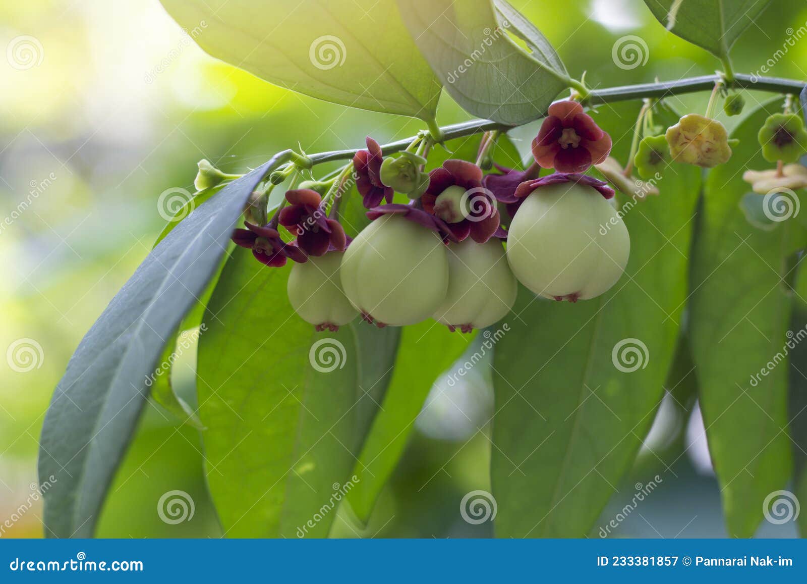 Fruits of Sauropus Androgynus on Tree in the Garden is a Vegetable and ...