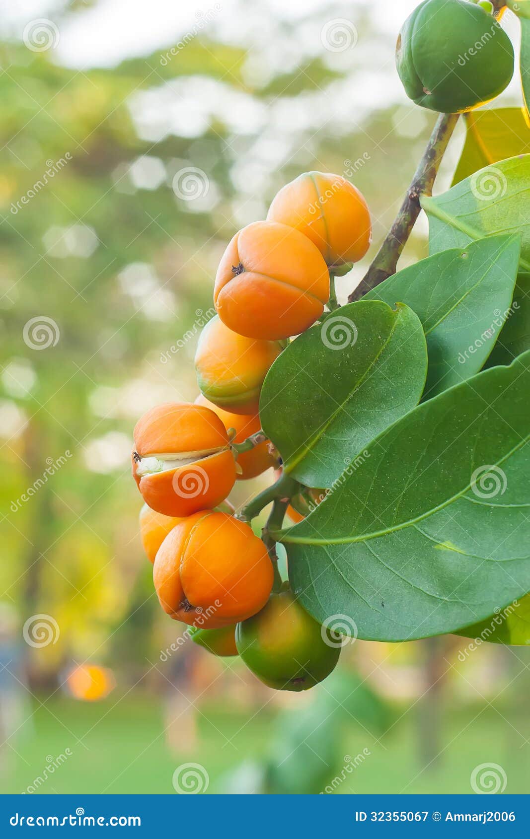 Fruits sauvages image stock. Image du mûr, été, juteux - 32355067