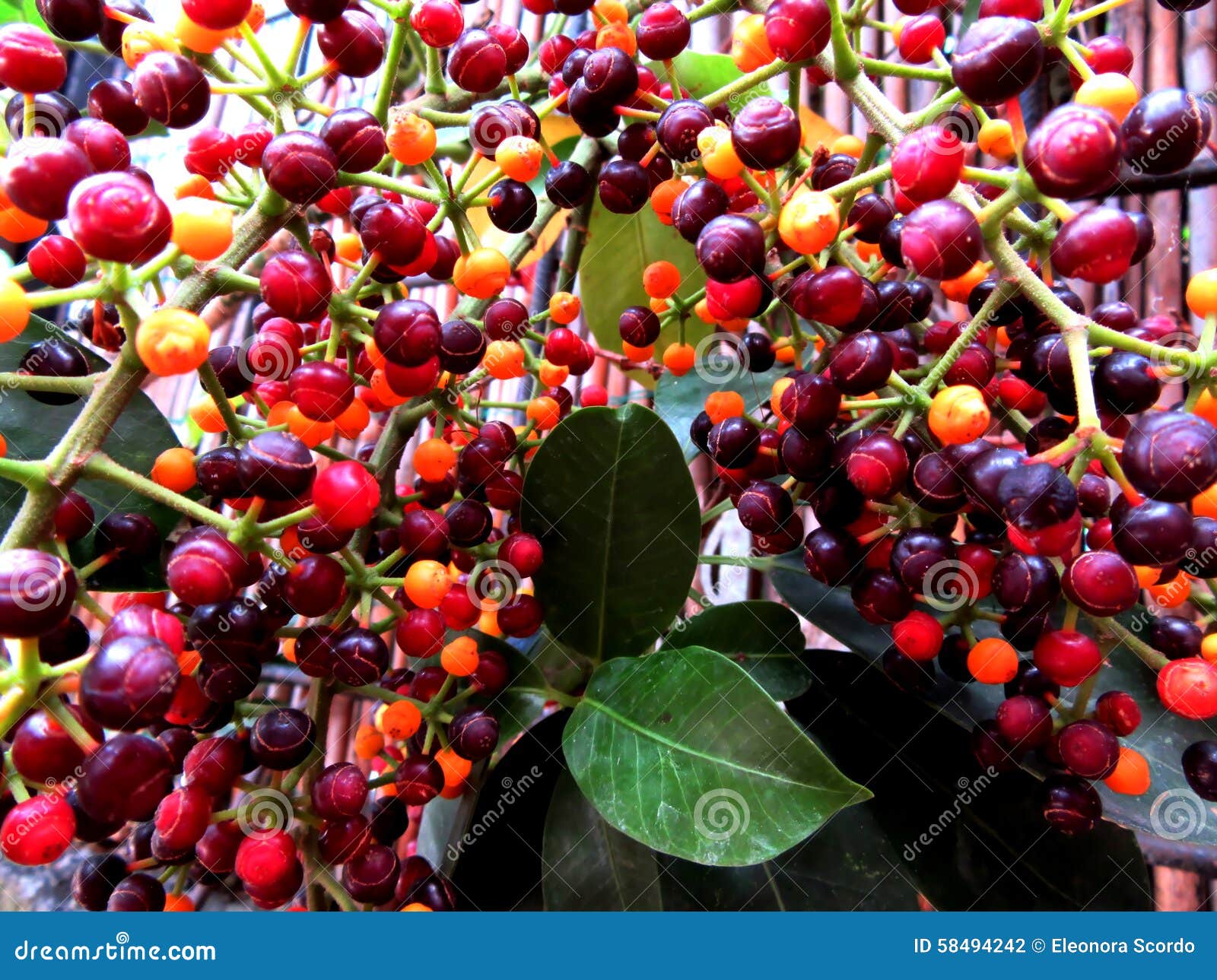 Fruits schefflera stock photo. Image of colors, plants - 58494242