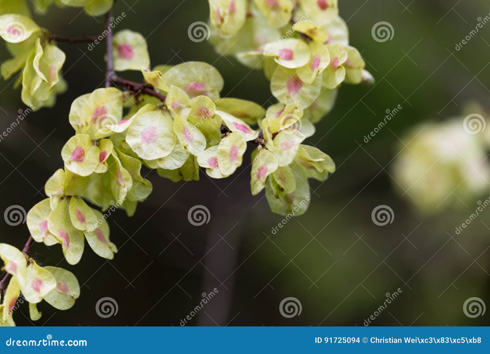 Fruits of a Scots Elm Ulmus Glabra Stock Photo - Image of leaf, botany ...