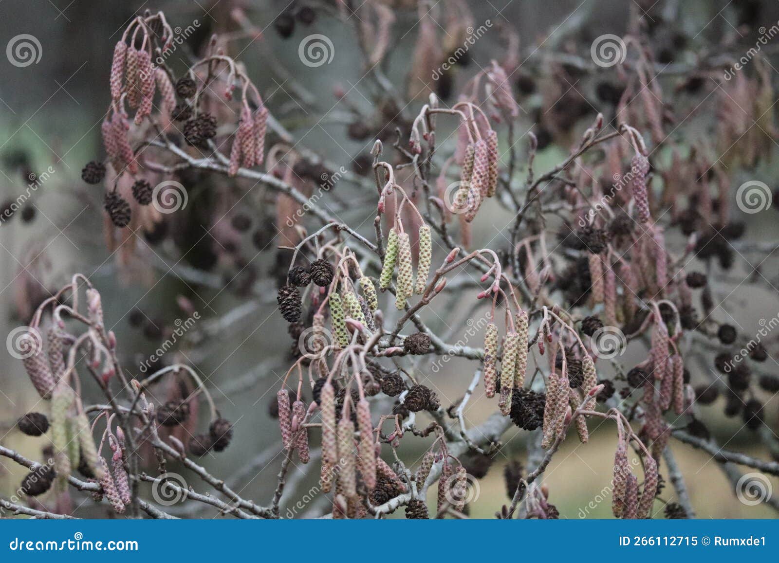 Alder fruits stock image. Image of tree, alder, infructescence - 266112715