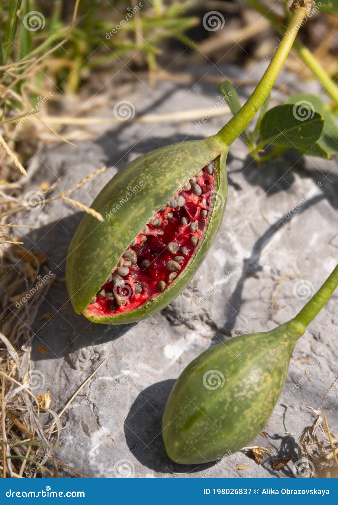 Plant Capparis, Known As Caper Shrubs Or Caperbushes. Isolated On White ...