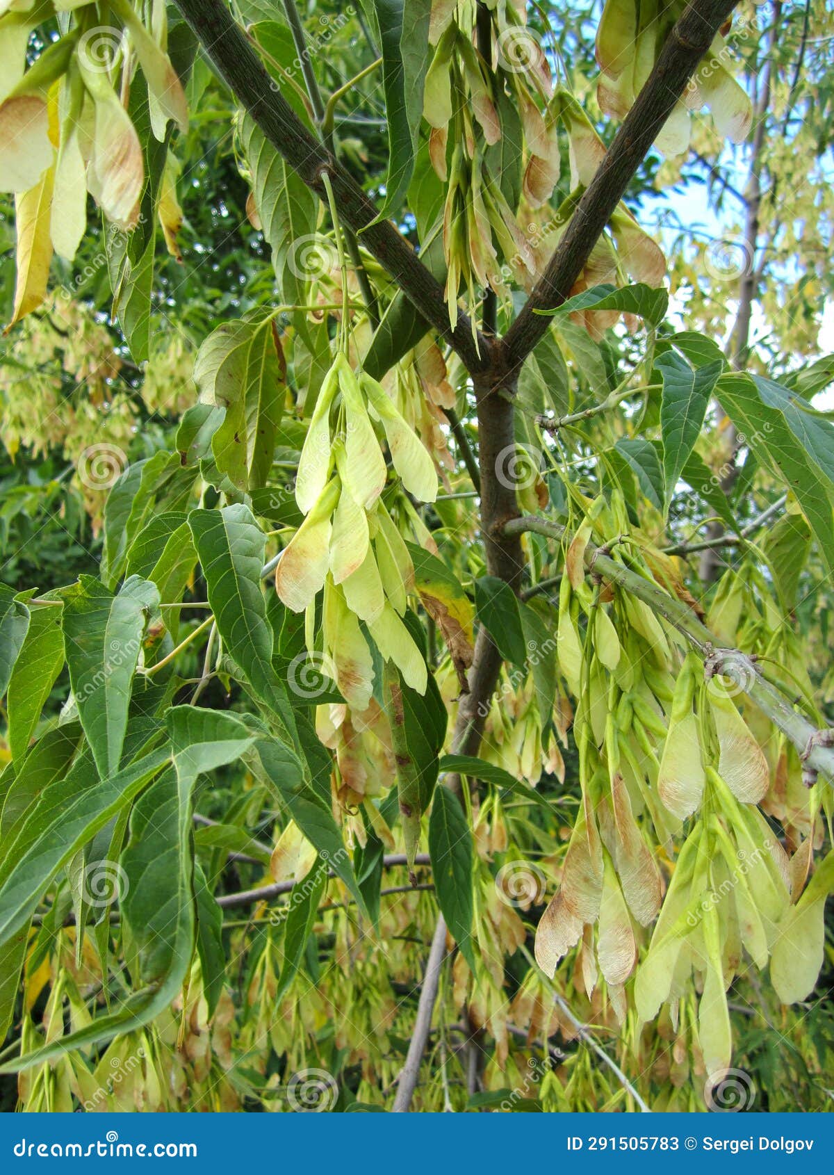 Fruits with Seeds of the Deciduous Tree Acer Negundo. Stock Image ...