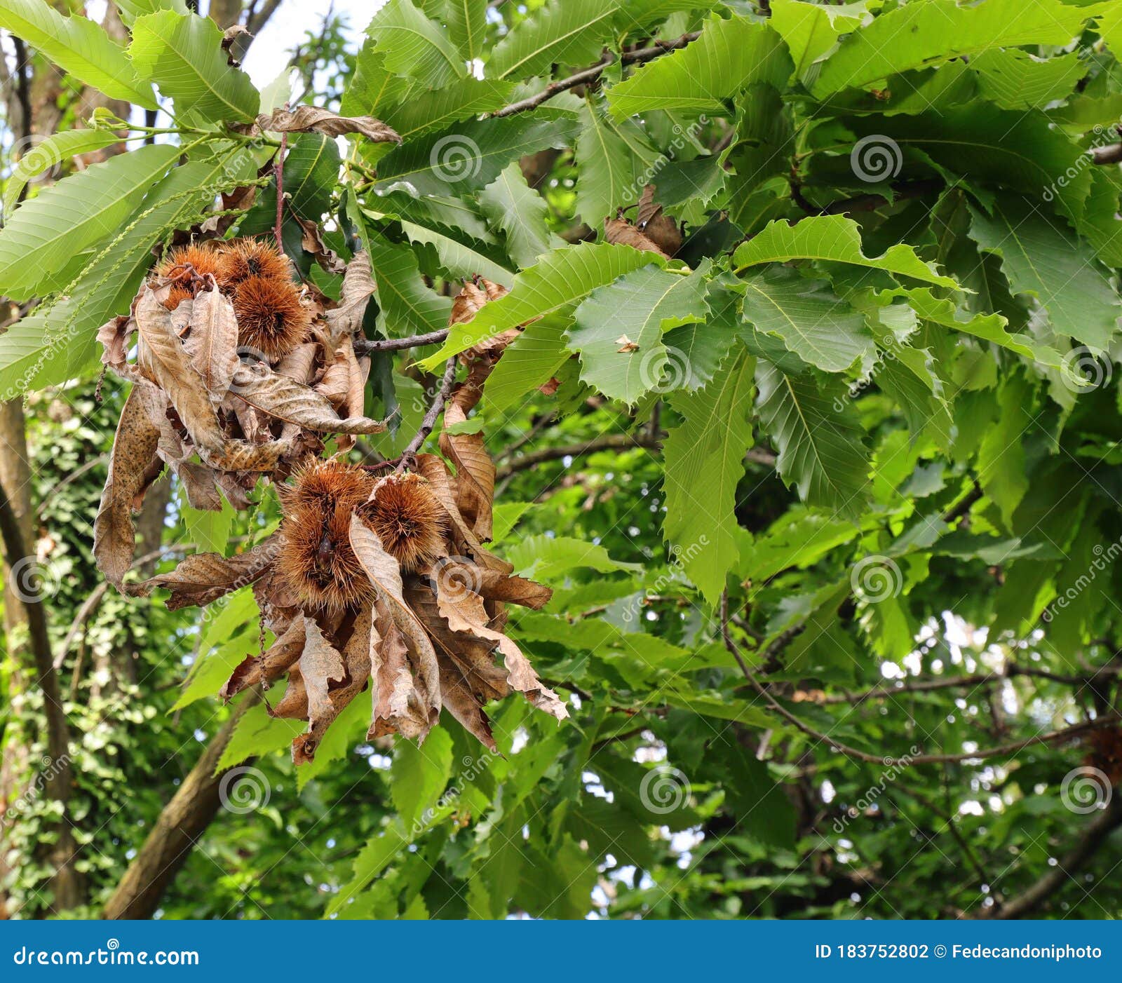 Fruits on the Shells Called Cupule or Calybium in Autumn Stock Photo ...