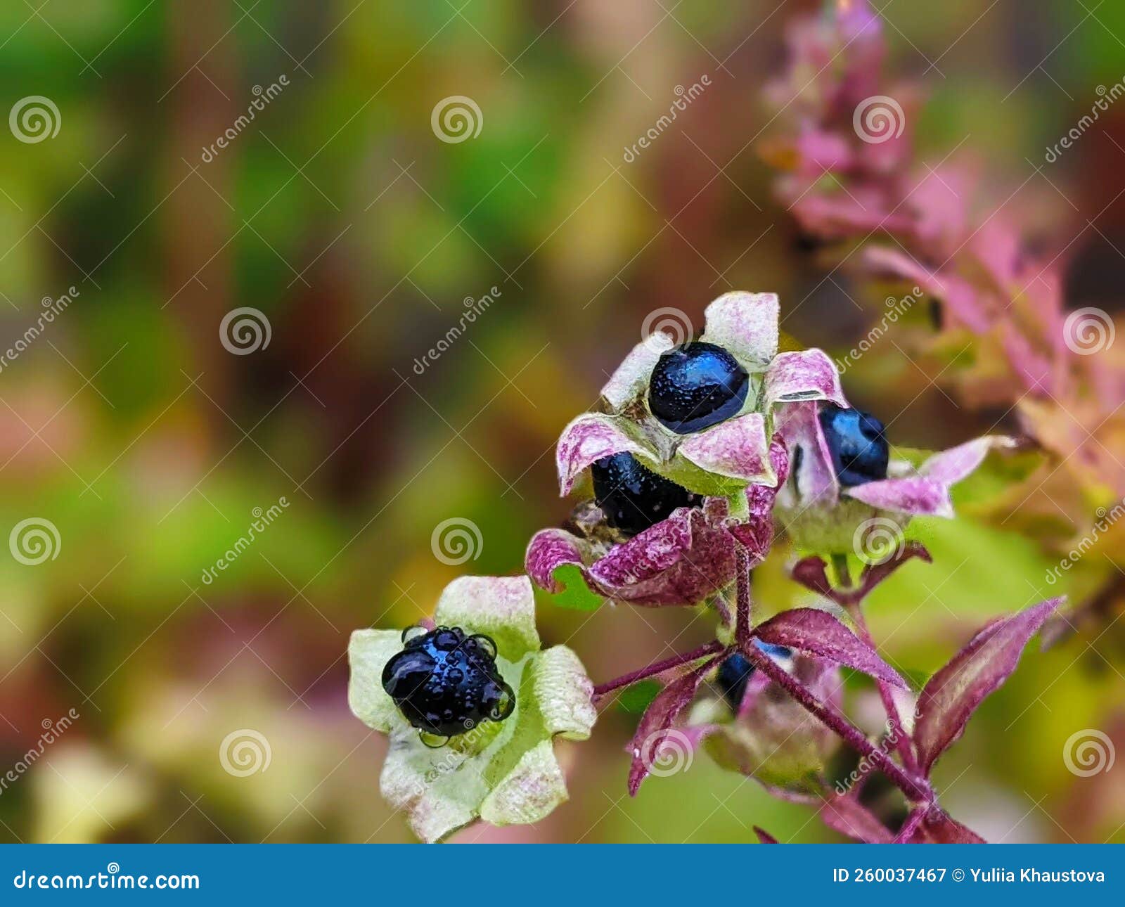Fruits of Silene Baccifera with Water Drops Stock Image - Image of ...