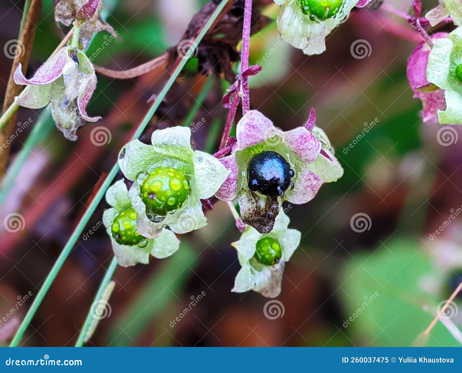 Fruits of Silene Baccifera with Water Drops Stock Image - Image of ...