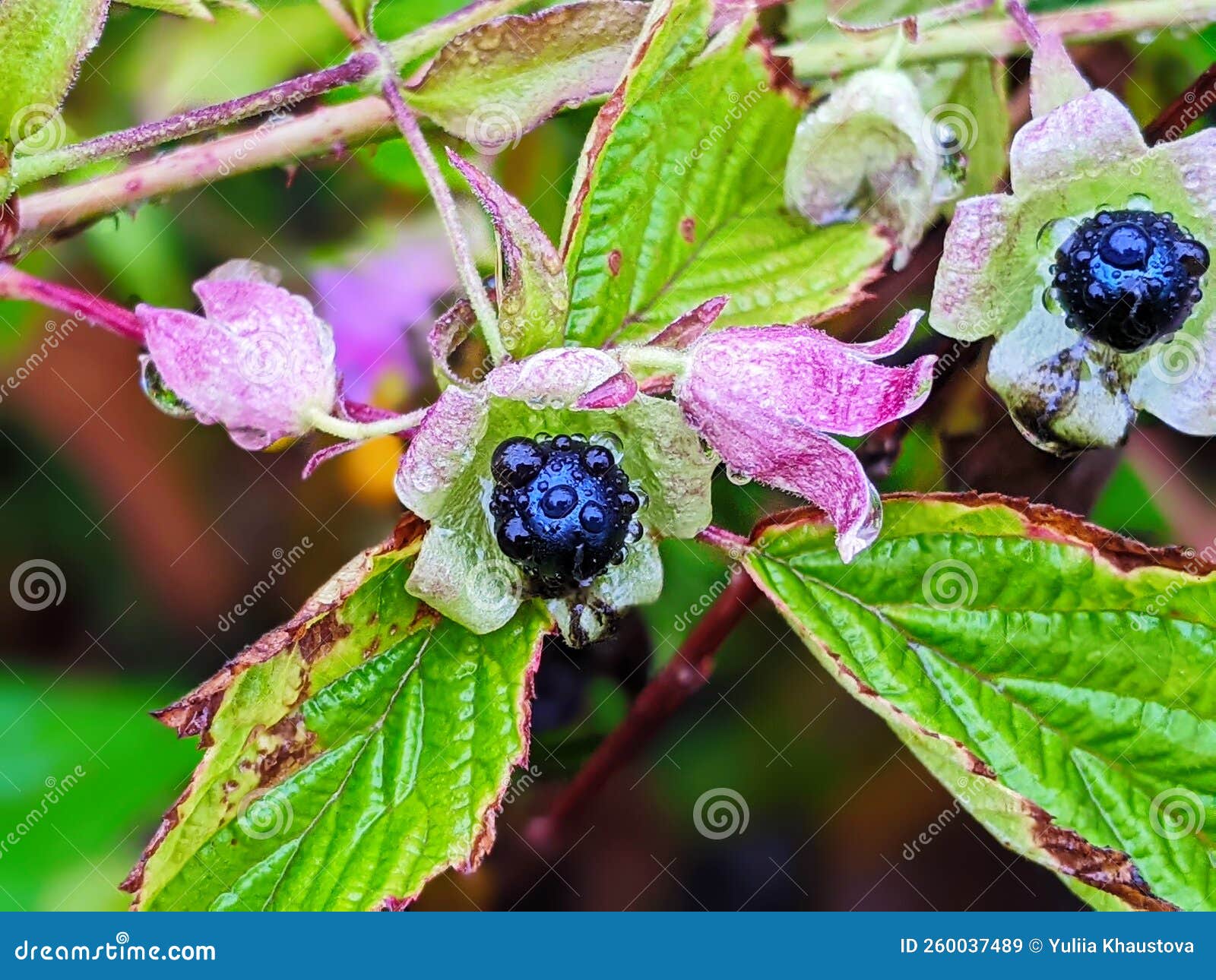 Fruits of Silene Baccifera with Water Drops Stock Image - Image of ...