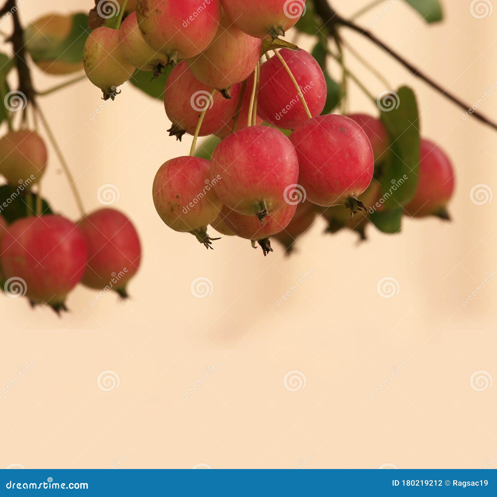 Fruits of a Small Apple with Copy Space Nice Color Stock Photo - Image ...