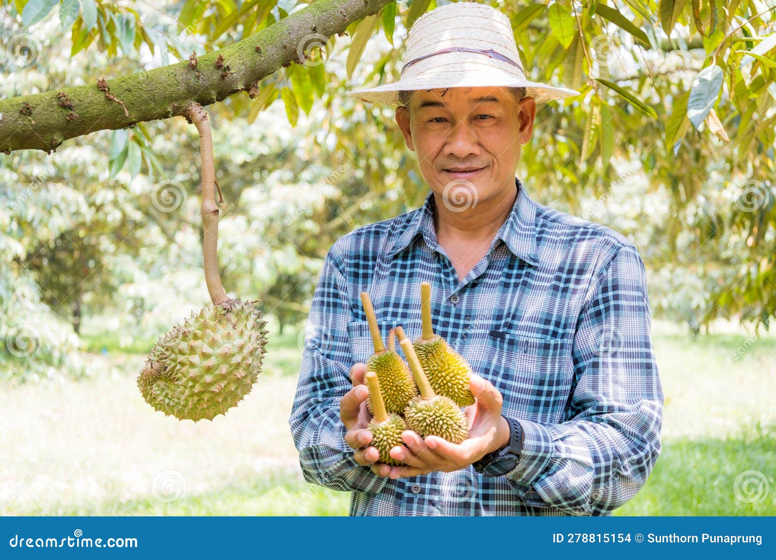 Fruits of Small Durian Trees Fall before they Grow Stock Photo - Image ...