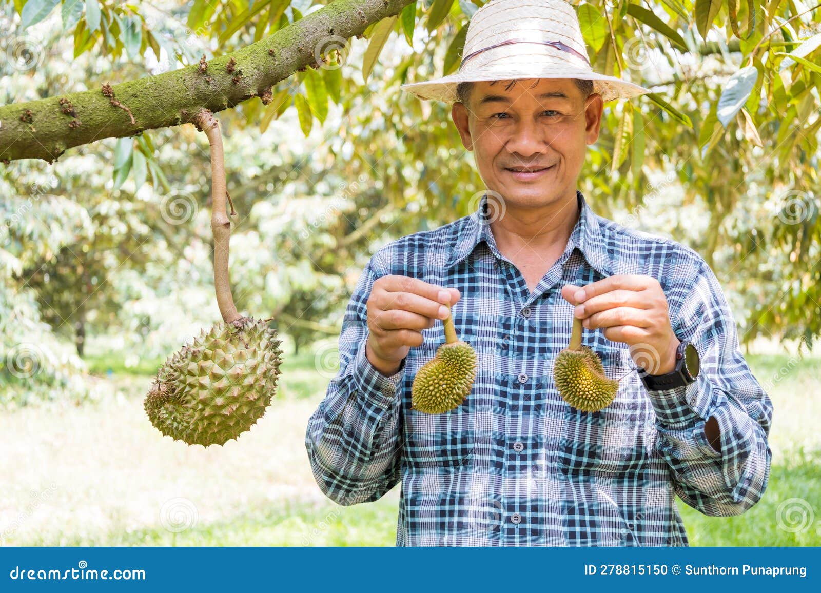 Fruits of Small Durian Trees Fall before they Grow Stock Photo - Image ...