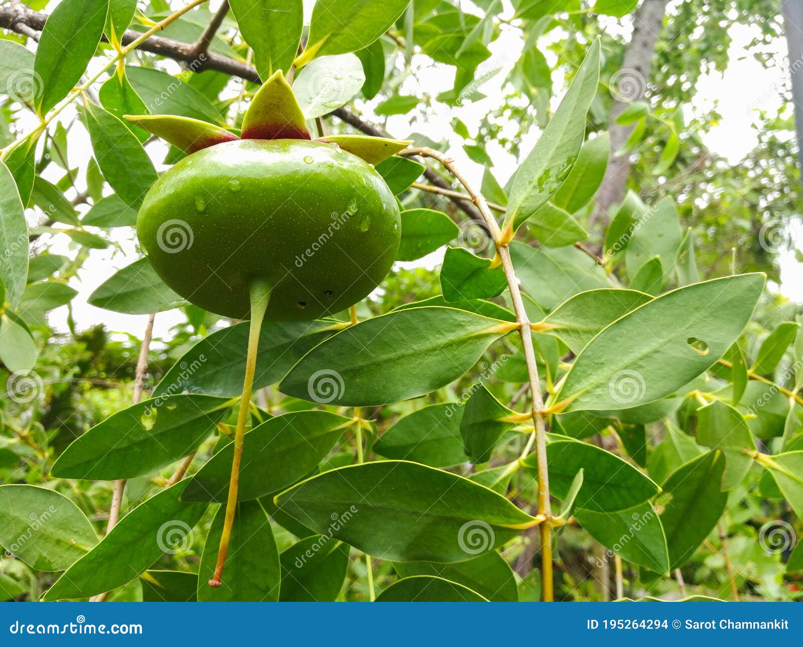 116 Fruits Sonneratia Stock Photos - Free & Royalty-Free Stock Photos ...