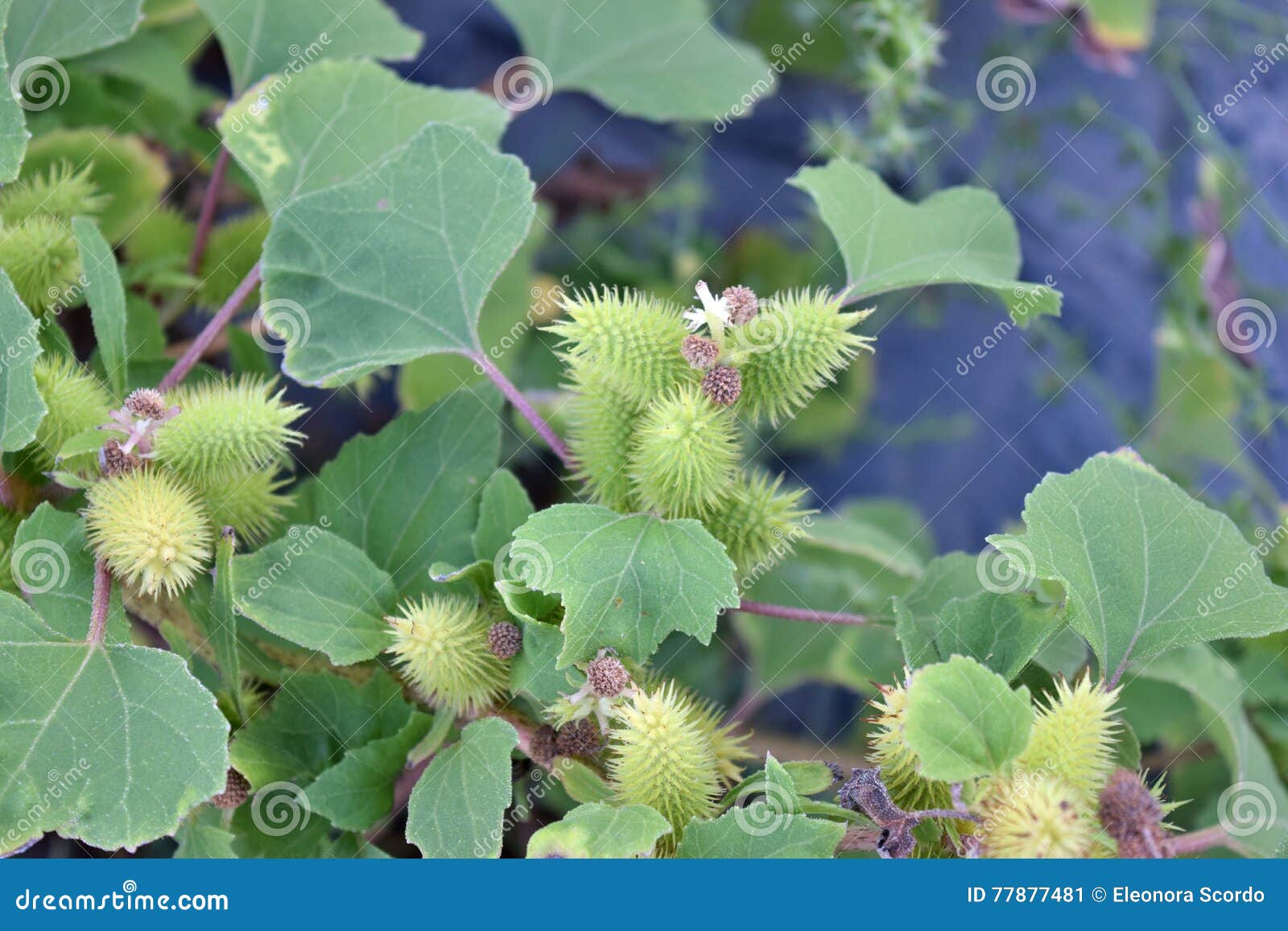 Fruits spiny xanthium stock image. Image of plants, fruits - 77877481