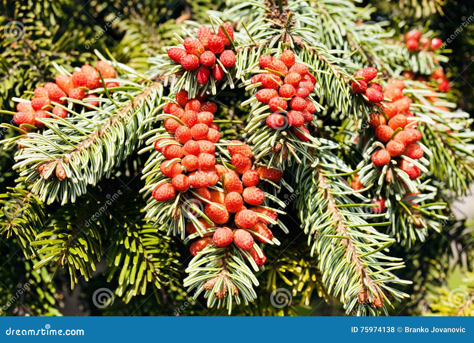 Fruits of spruce stock photo. Image of lush, pine, green - 75974138