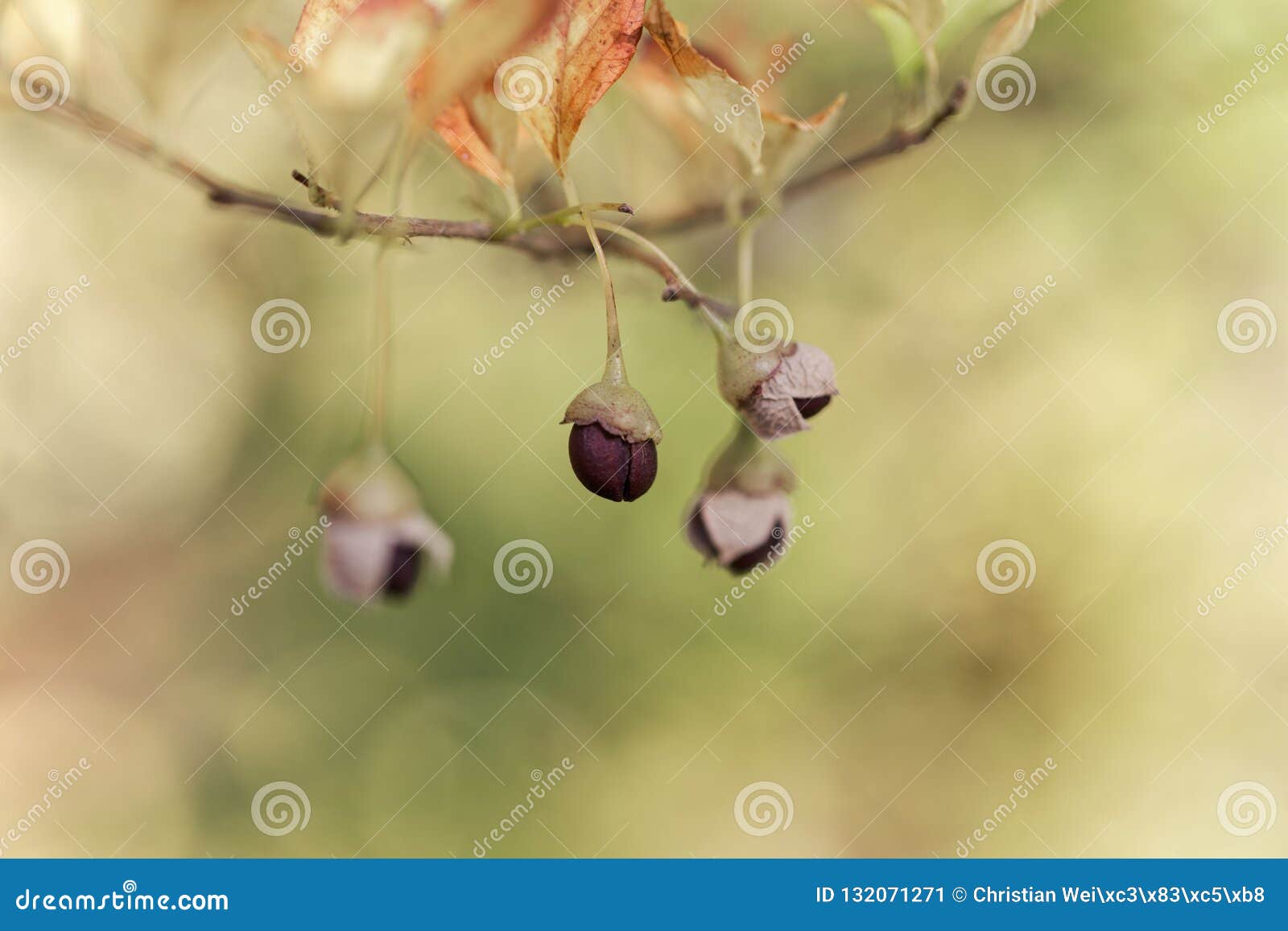 Fruits of Styrax japonicus stock image. Image of leaves - 132071271