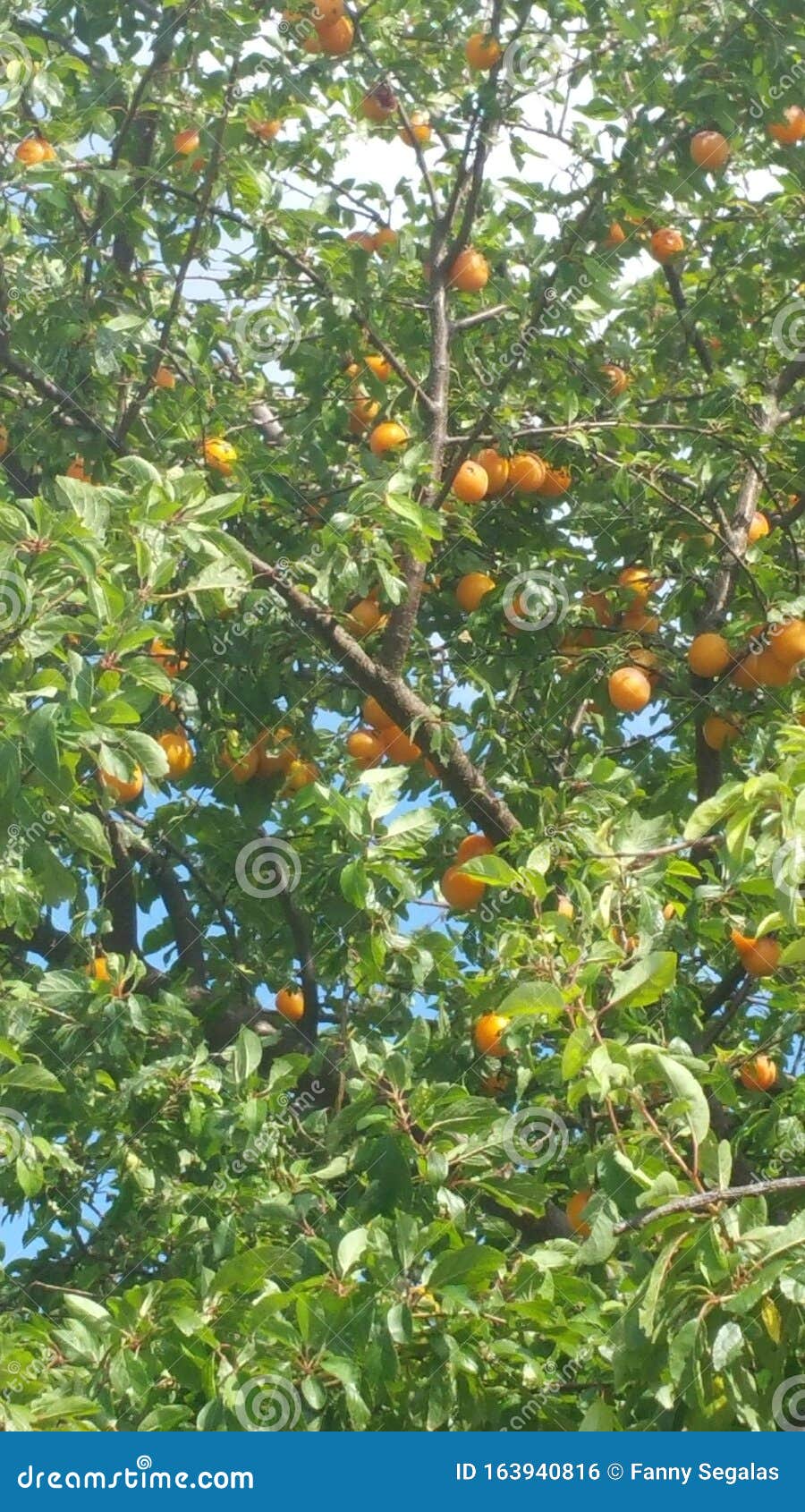 Fruits of the sun stock photo. Image of tree, summer - 163940816