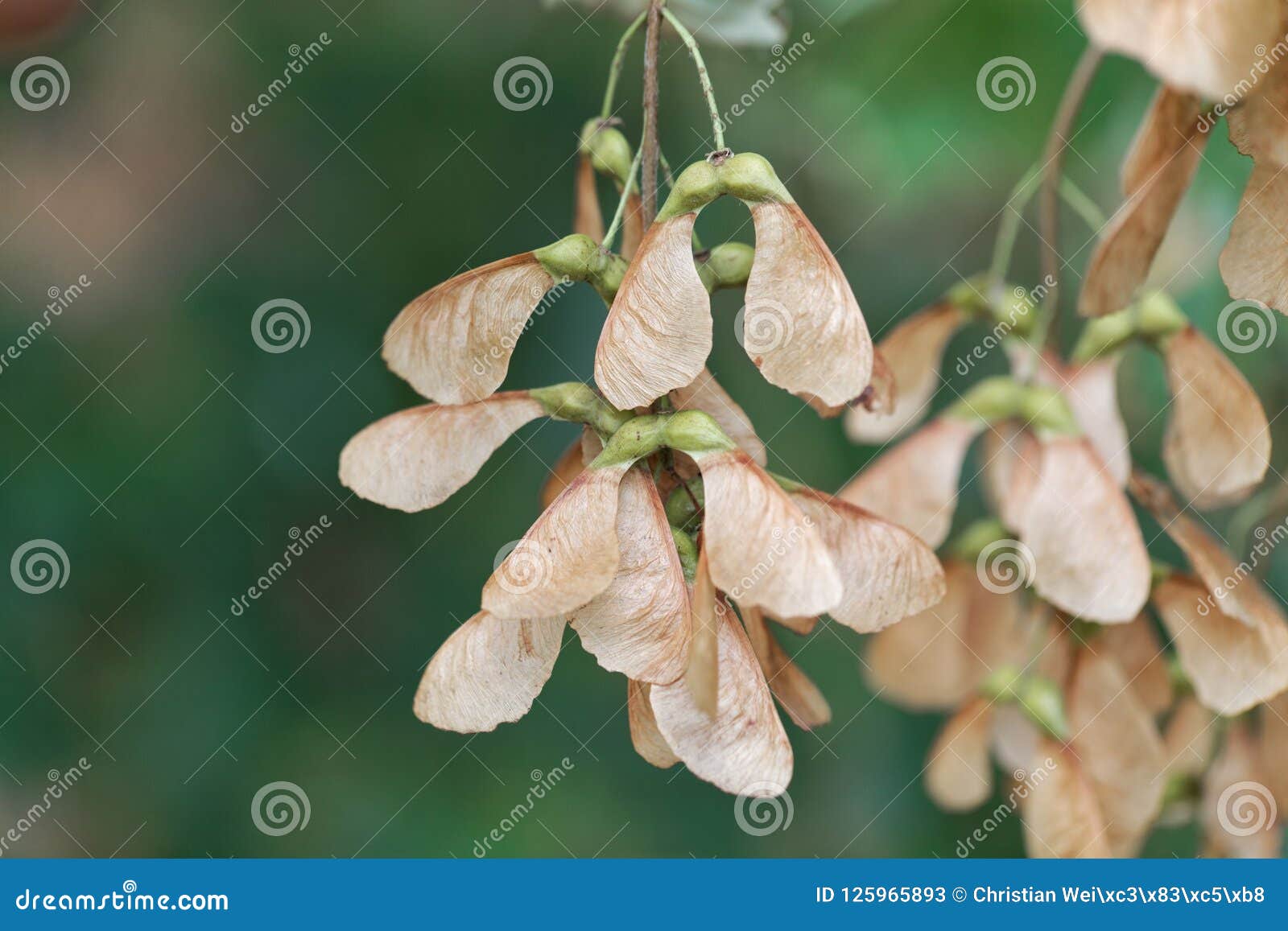 Fruits of Sycamore Maple Acer Pseudoplatanus Stock Image - Image of ...