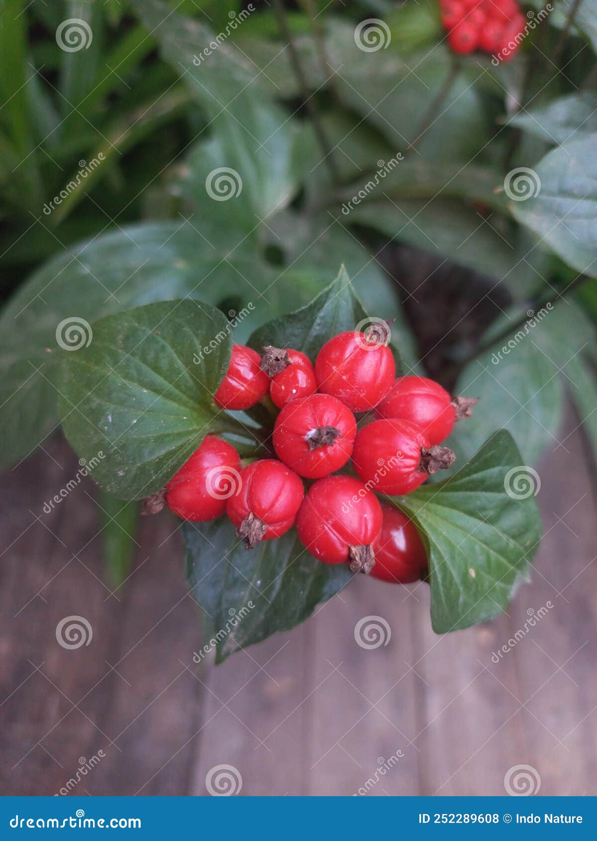 The Fruits of Tacca Palmata Plant Stock Photo - Image of berry, flower ...