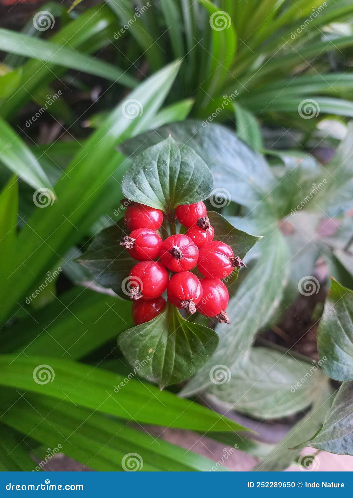 The Fruits of Tacca Palmata Plant Stock Photo - Image of fruit ...