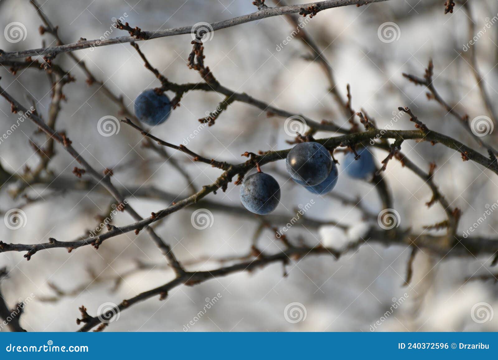 The Fruits of Thorns in Winter Stock Photo - Image of winter, thorn ...