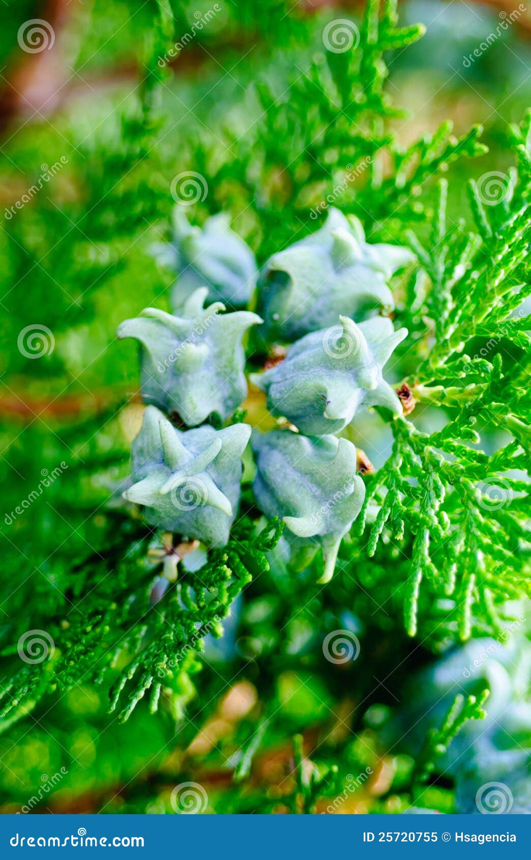 Fruits of thuja stock image. Image of thuja, green, leaves - 25720755