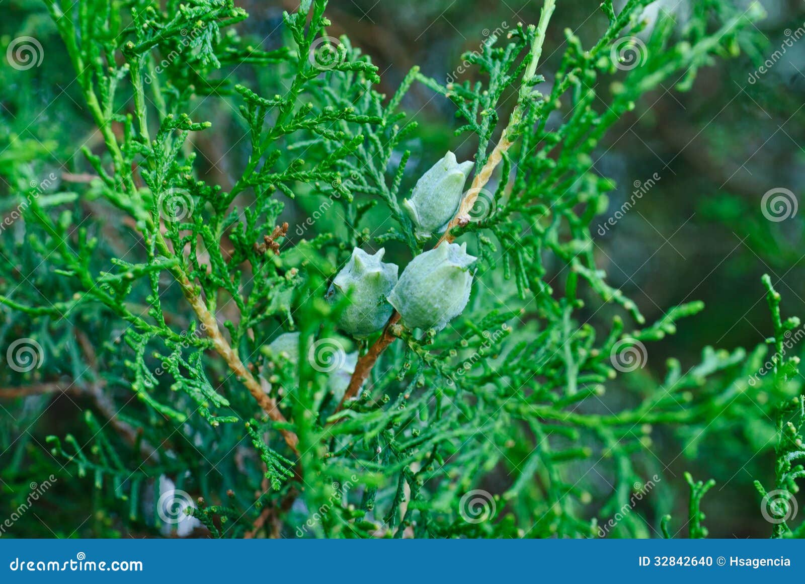 Fruits of thuja stock photo. Image of leaf, fragrant - 32842640