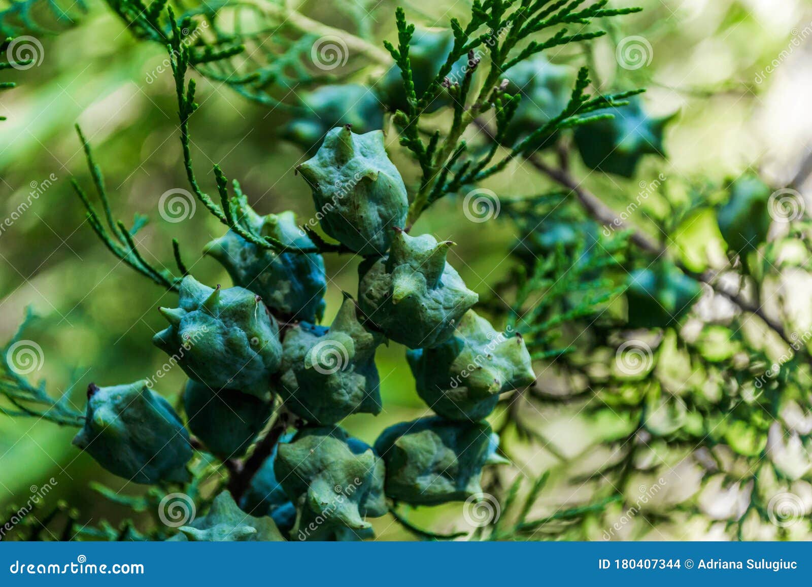 Fruits of thuja stock photo. Image of herb, cone, fruit - 180407344
