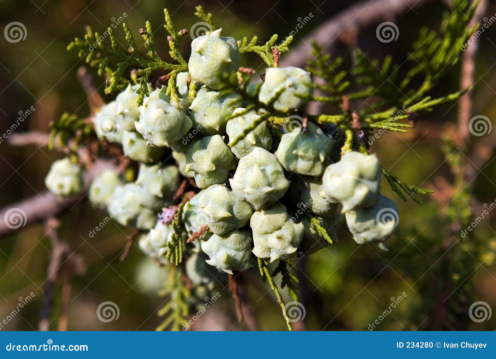 Fruits of thuya stock photo. Image of fragrant, leaf, summer - 234280