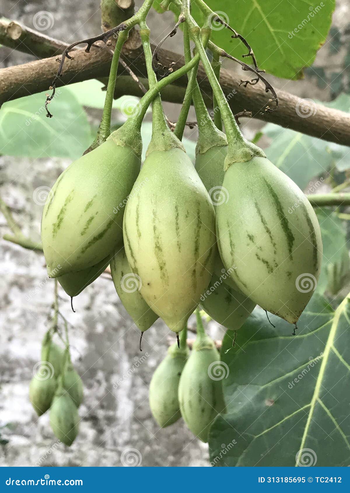Fruits of the tomato tree. stock image. Image of comestible - 313185695