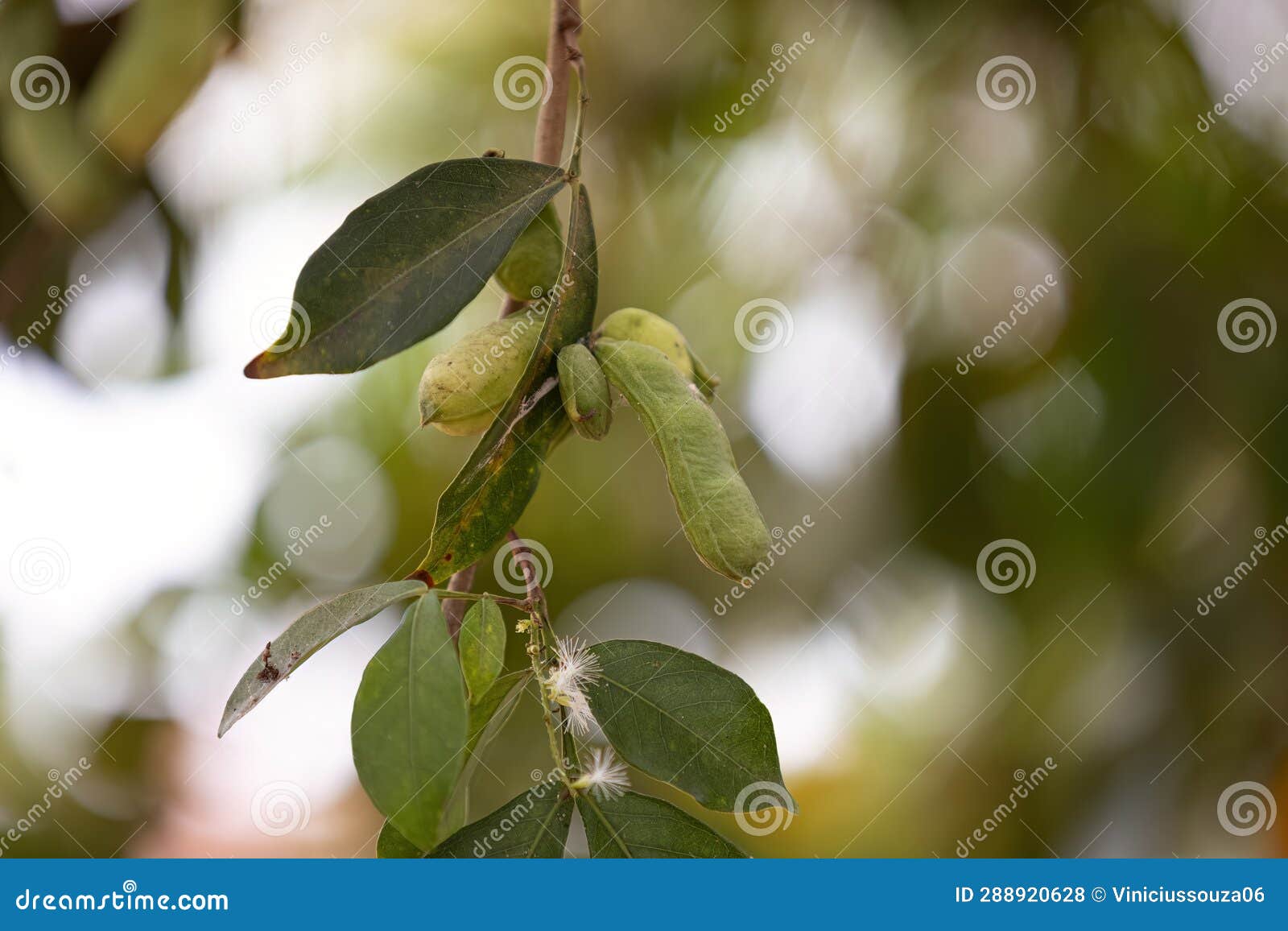 Fruits of the Tree Called Inga Stock Photo - Image of organic, brazil ...