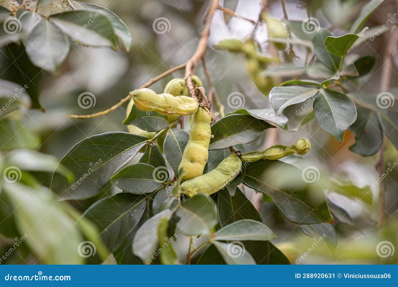 Fruits of the Tree Called Inga Stock Image - Image of closeup, branch ...