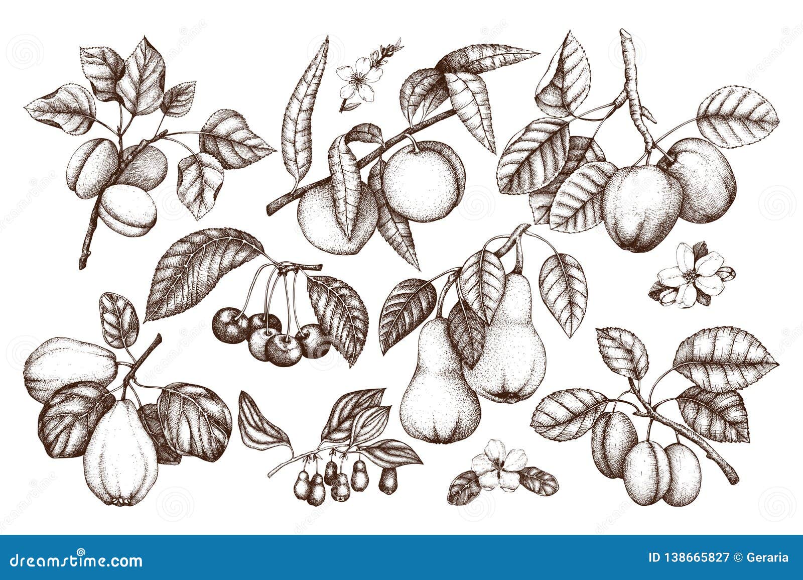 Fruit Trees Branches Set. Hand Drawn Botanical Elements - Flowers ...