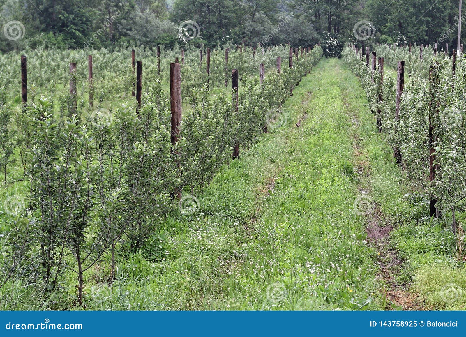Fruits Trees in Row stock image. Image of rows, farming - 143758925